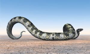 Scientists Discover Ancient Snake that Rivals Titanoboa Size: Just How ...