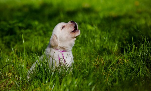 Dog Howling At Sirens? Here's Why - A-Z Animals