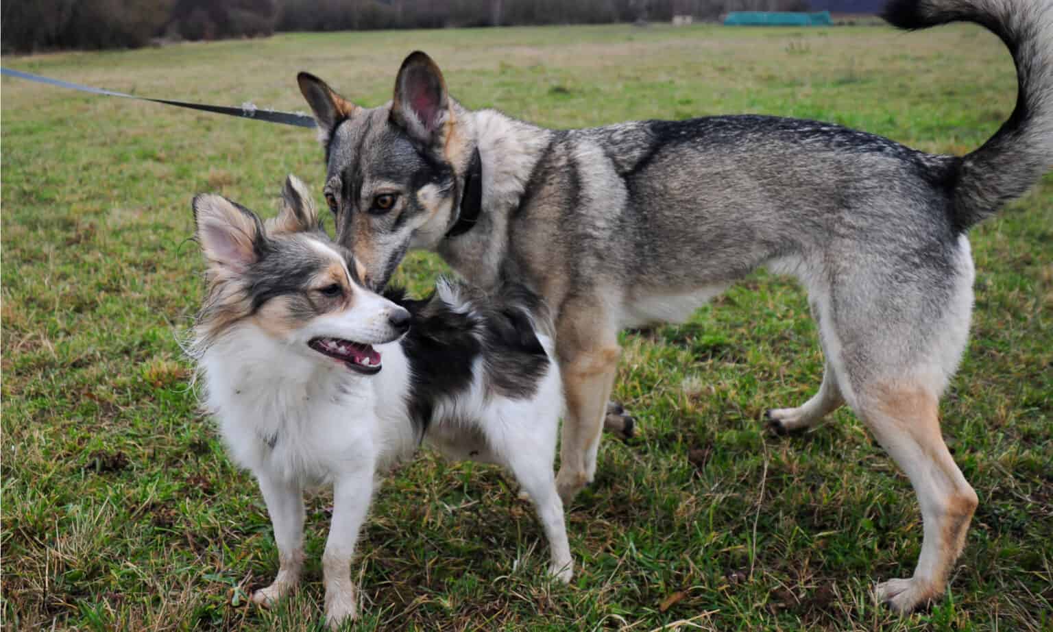 Dog Mating and Reproduction: Unraveling Canine Reproductive Behavior ...