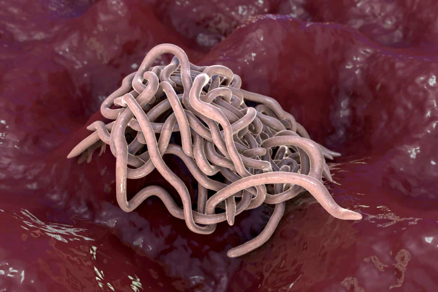 The 6 Most common ways dogs get worms (and how to prevent them) - A-Z ...