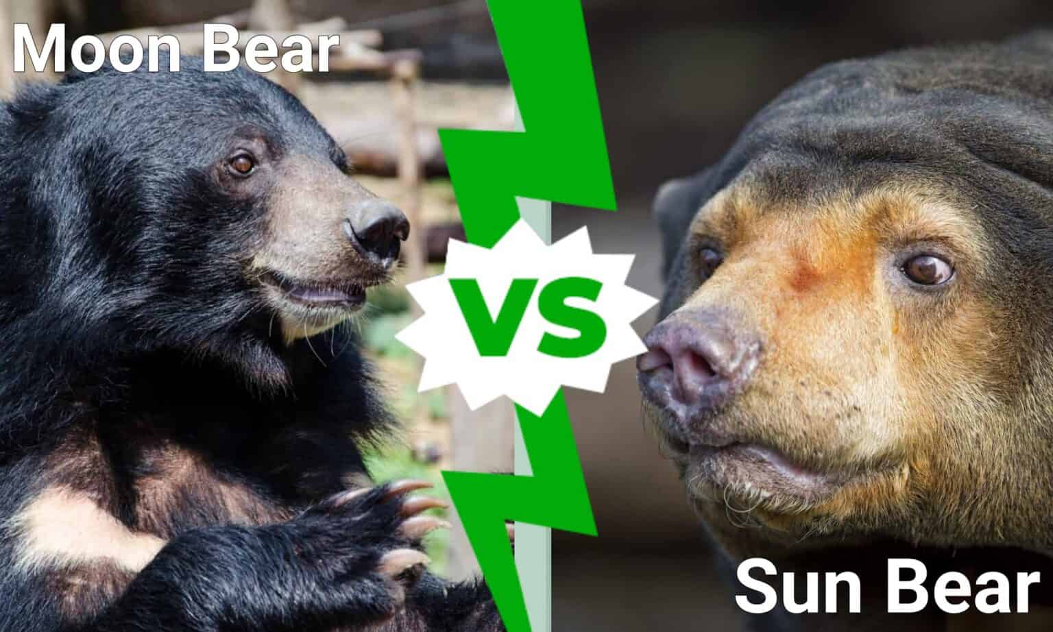 Sloth Bear vs. Sun Bear: Key Differences Explained - A-Z Animals