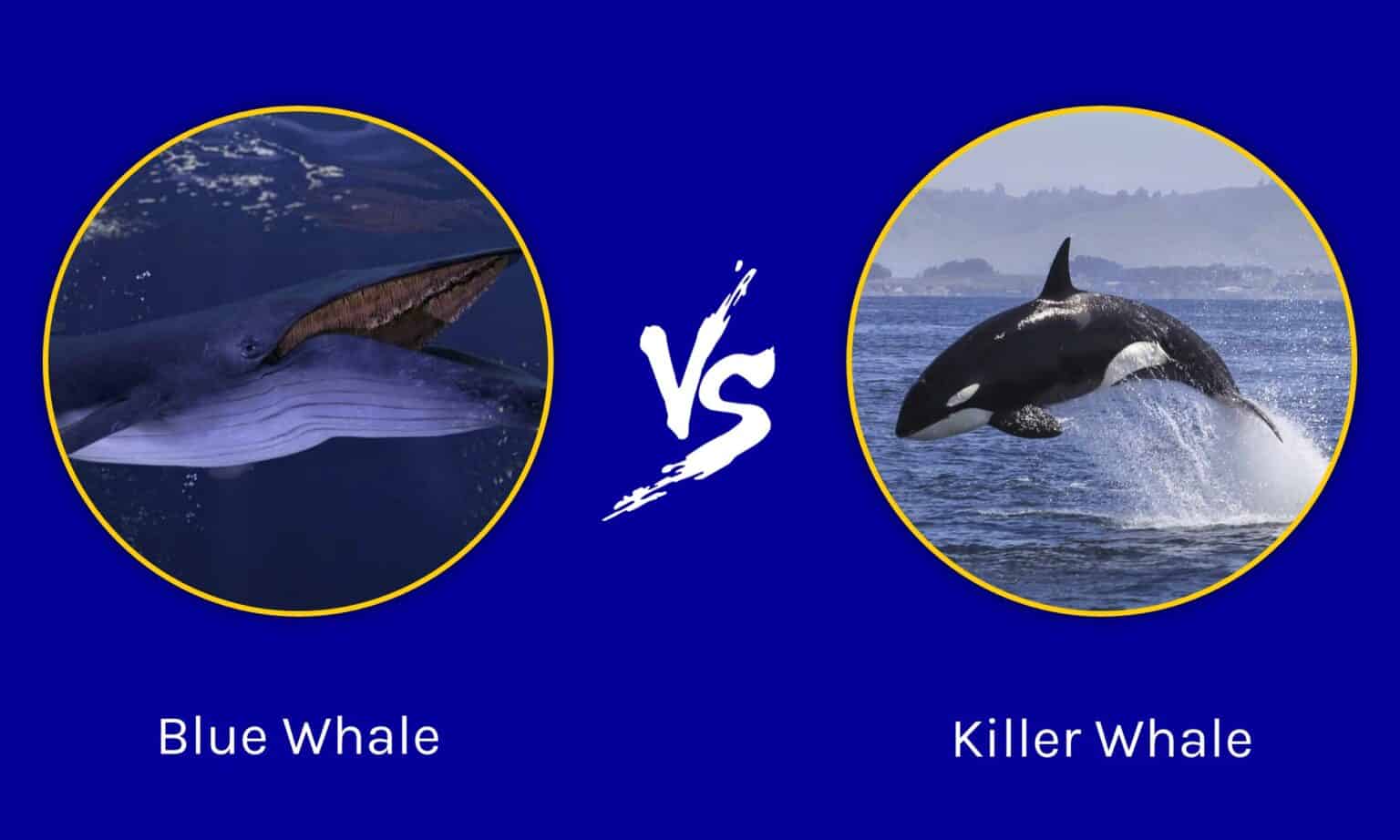 Blue Whale vs. Killer Whale: What Are The Differences? - A-Z Animals