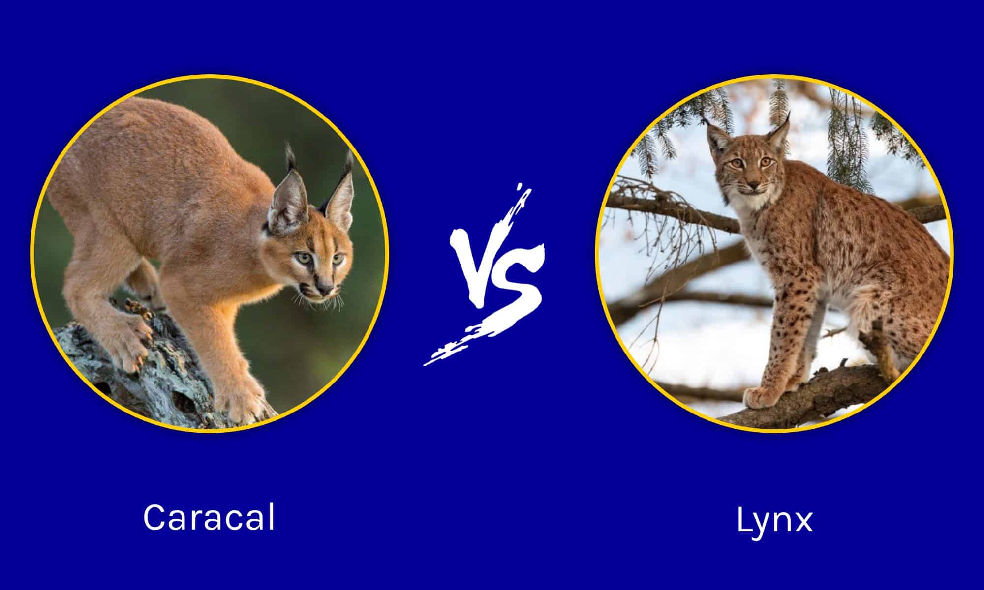 Caracal vs Lynx: What Are 8 Key Differences? - W3schools