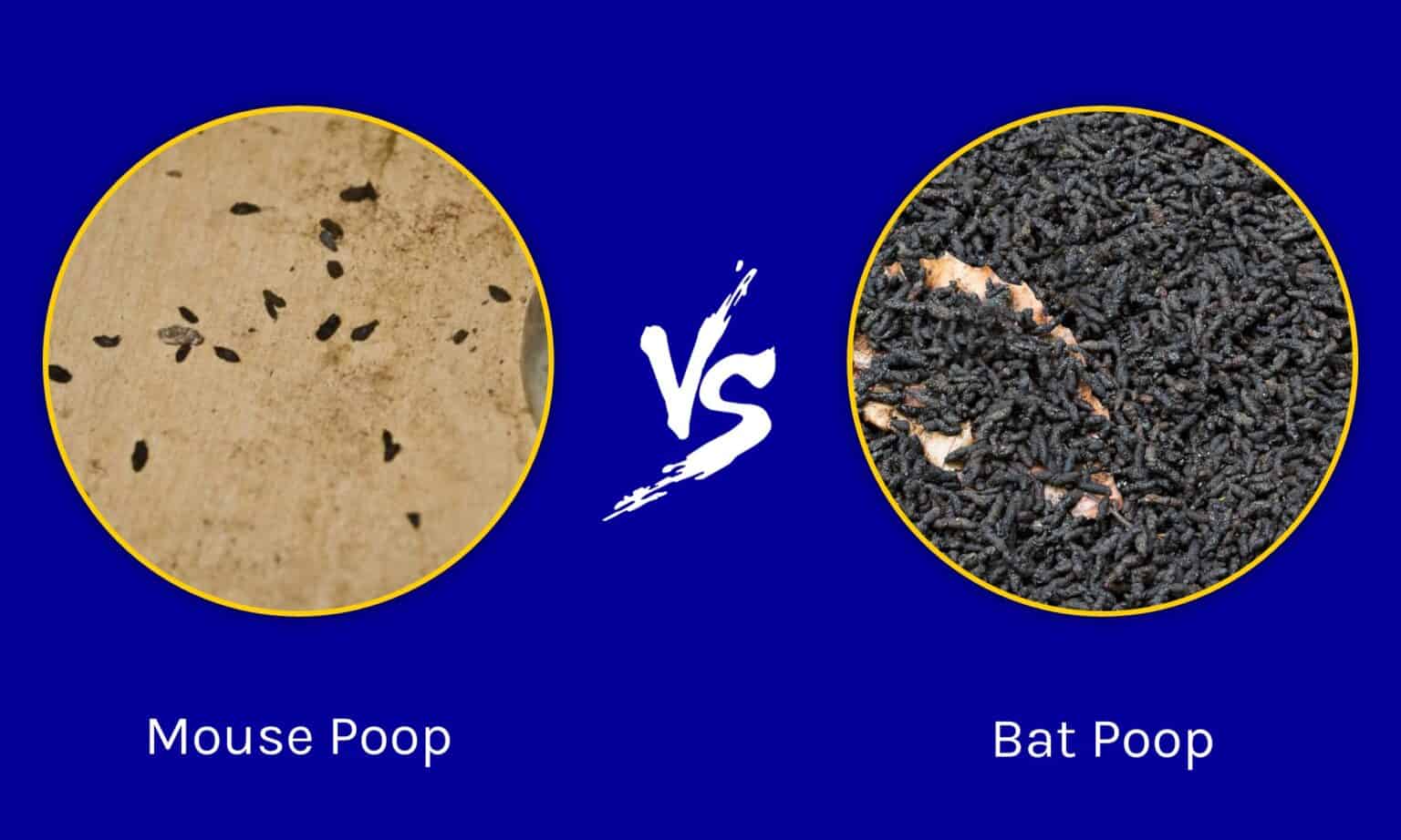 Mouse Poop vs. Bat Poop: What Are 8 Key Differences? - A-Z Animals