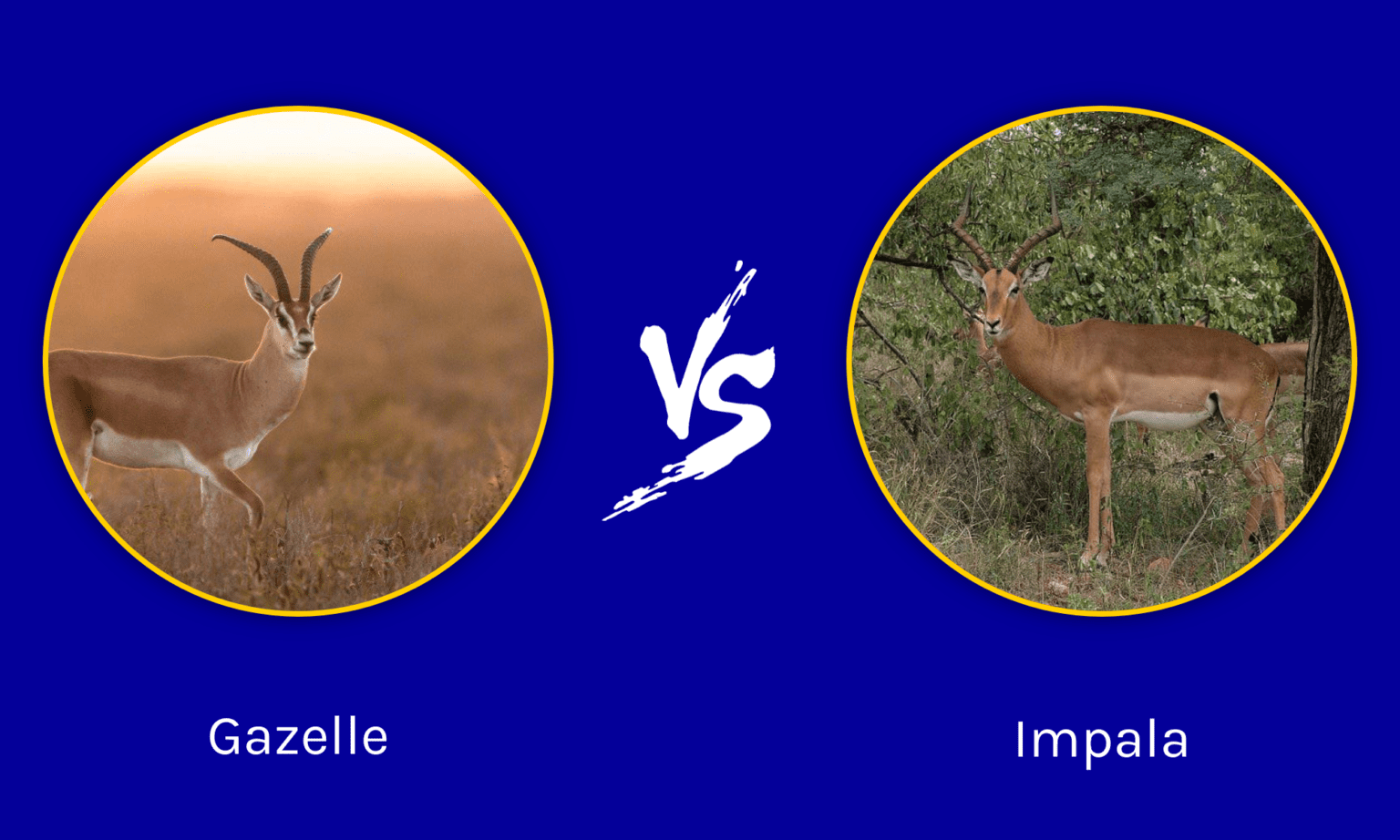 Gazelle vs Impala: Key Differences Explained - A-Z Animals