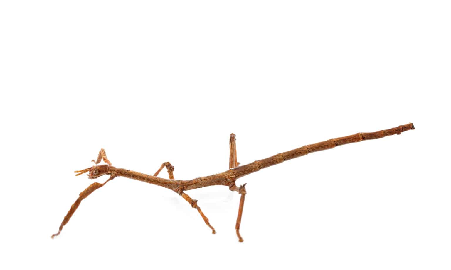 Achrioptera Manga Insect Facts - Achrioptera manga - A-Z Animals