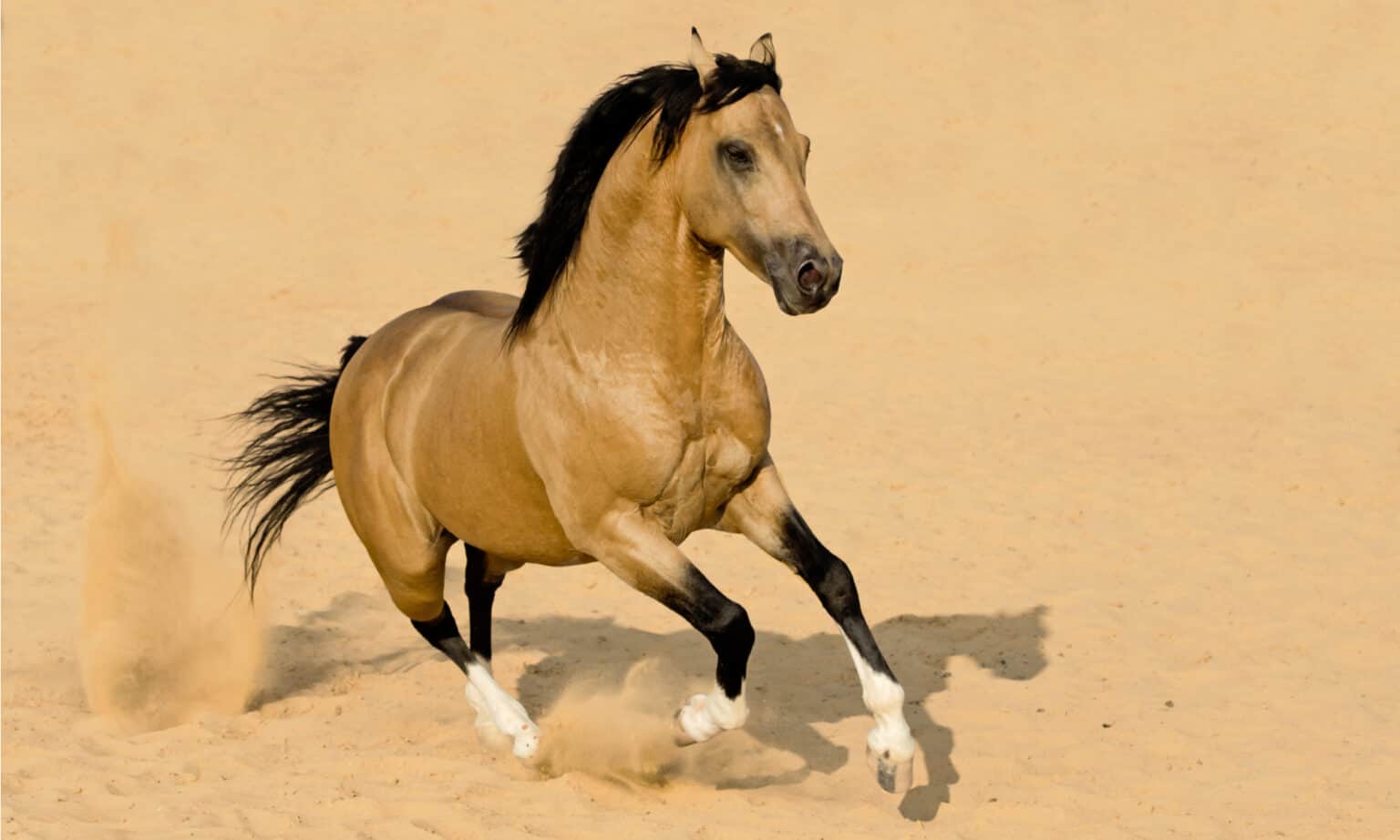 American Quarter Horse: Origin, Size, Appearance, and More! - A-Z Animals