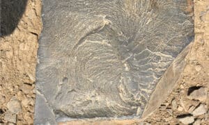 Discover One of Earth's First Super Predators - A Shrimp-Like Creature ...