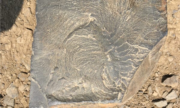 Discover One of Earth's First Super Predators - A Shrimp-Like Creature ...