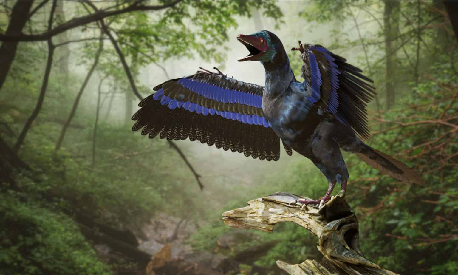 Archaeopteryx Animal Facts - Archaeopteryx lithographica - A-Z Animals