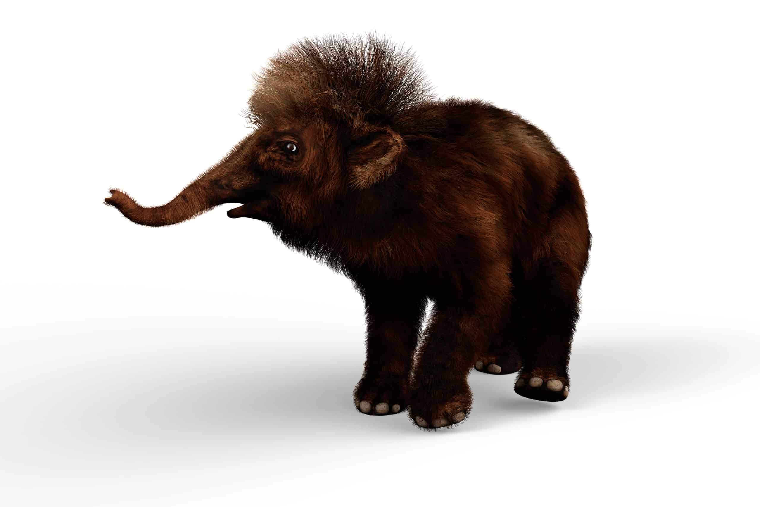 Frozen Baby Mammoth Discovered In Yukon A Z Animals
