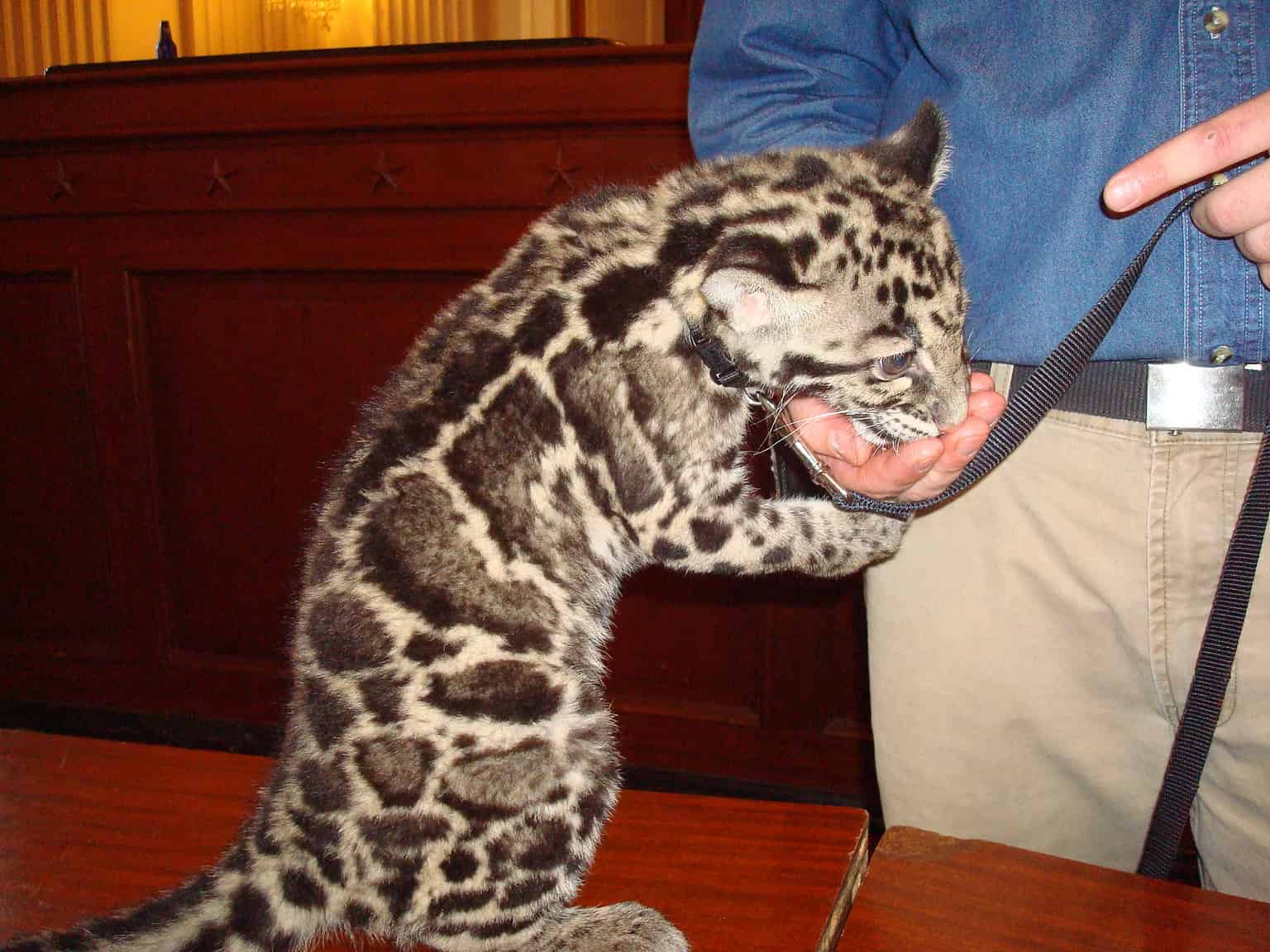 Exploring the Unique Traits of the Clouded Leopard - A-Z Animals