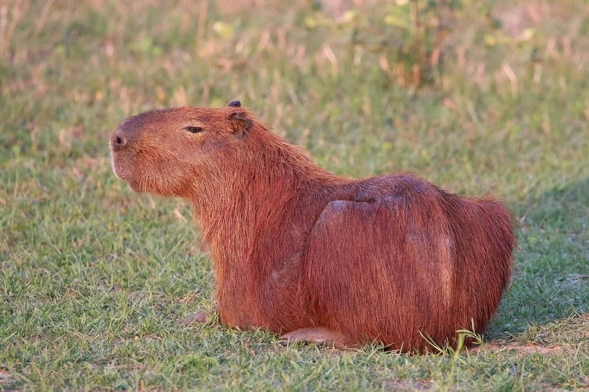 Capybara Location: Where Do Capybaras Live? - A-Z Animals