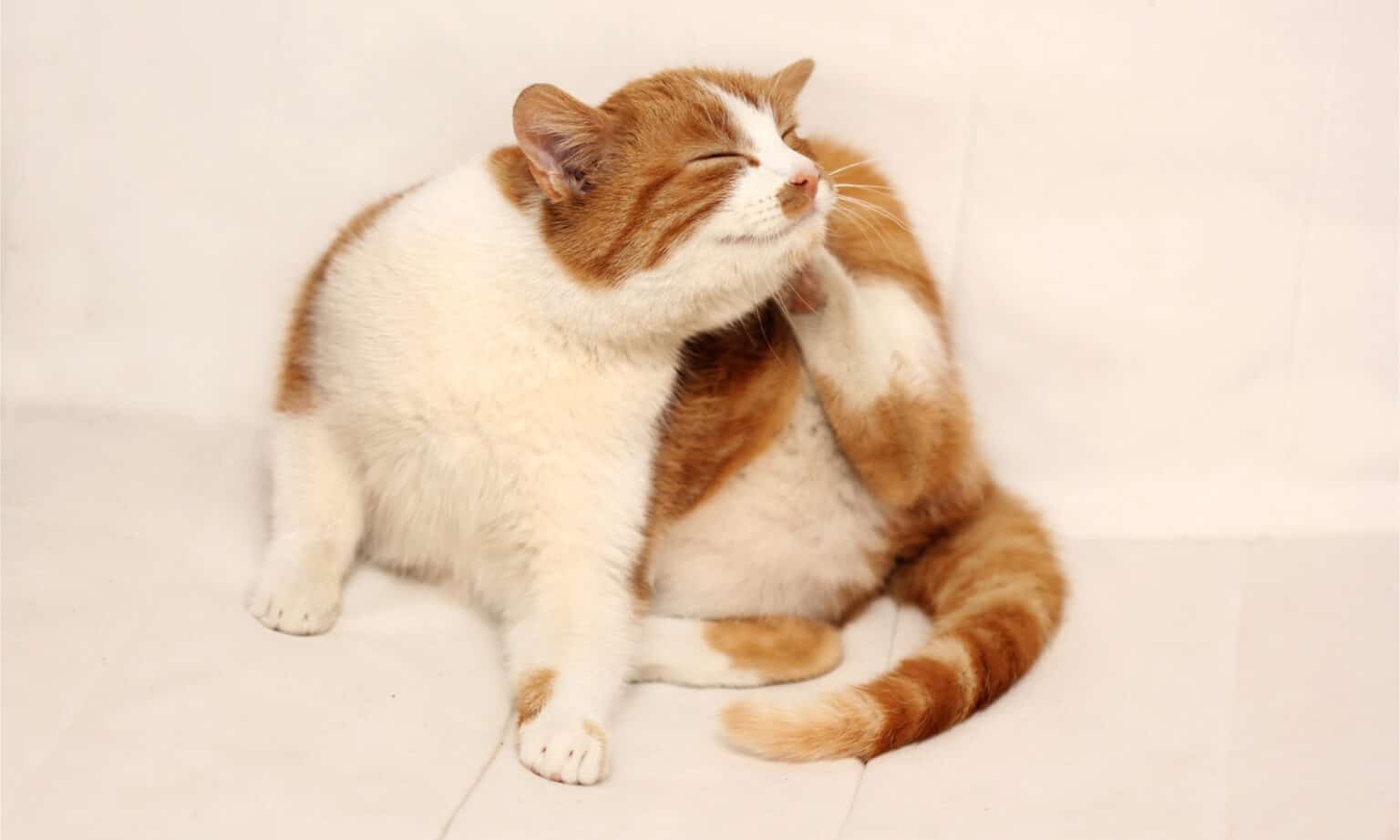 Flea Bites: What They Look Like, How to Treat - A-Z Animals