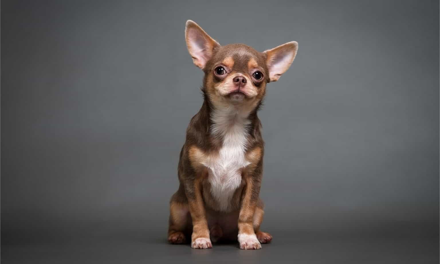 13 Smallest Dog Breeds in the World - A-Z Animals