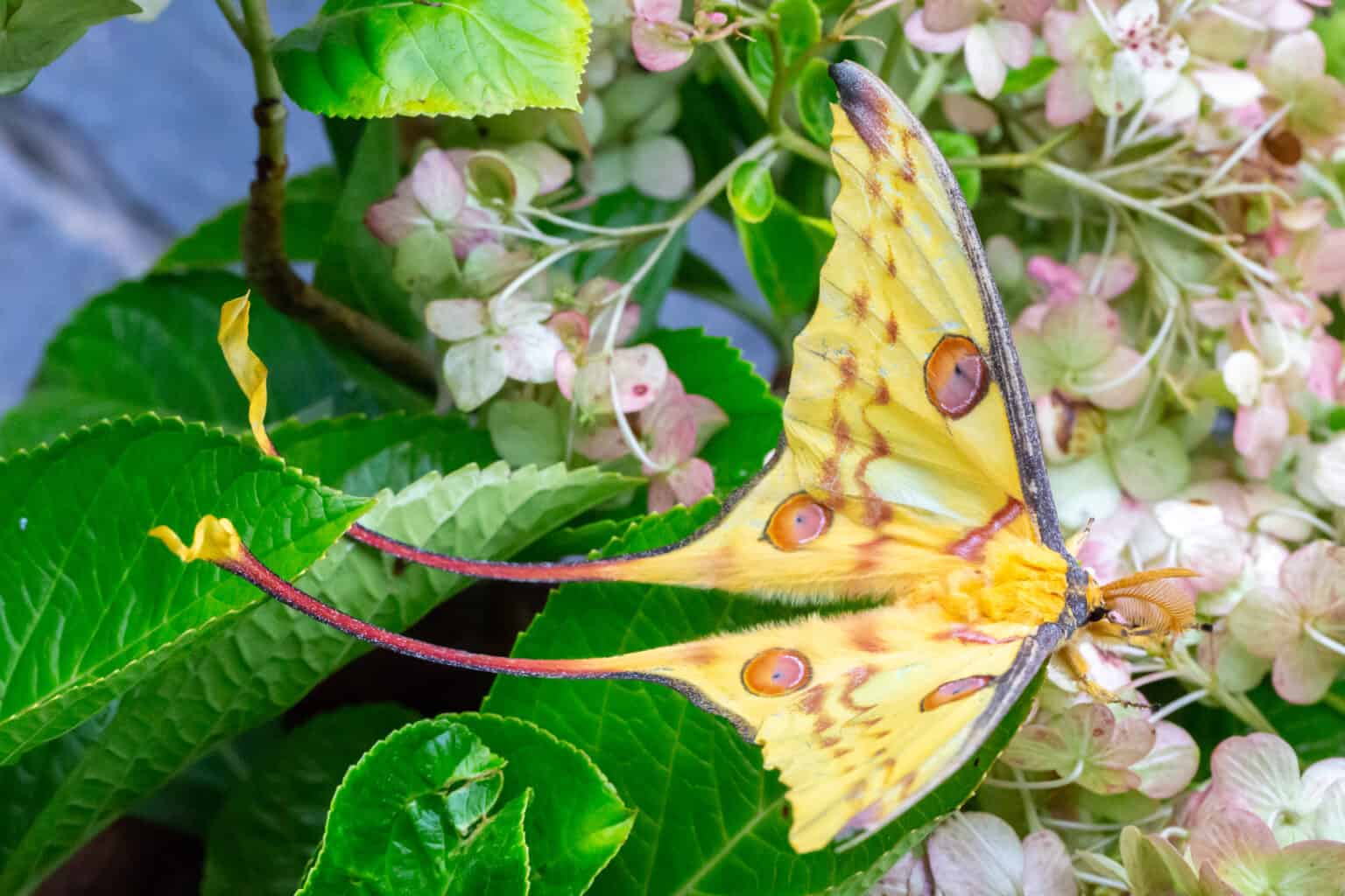 The World’s Most Stunning Silkmoth is Also Quite Extraordinary - A-Z ...