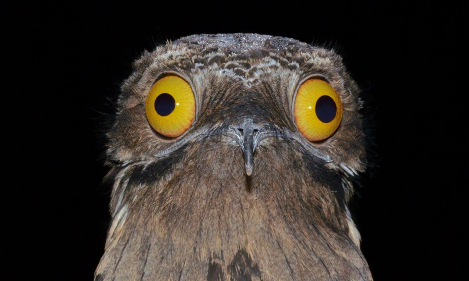 These 15 Animals Look Like Mystical Creatures - A-Z Animals