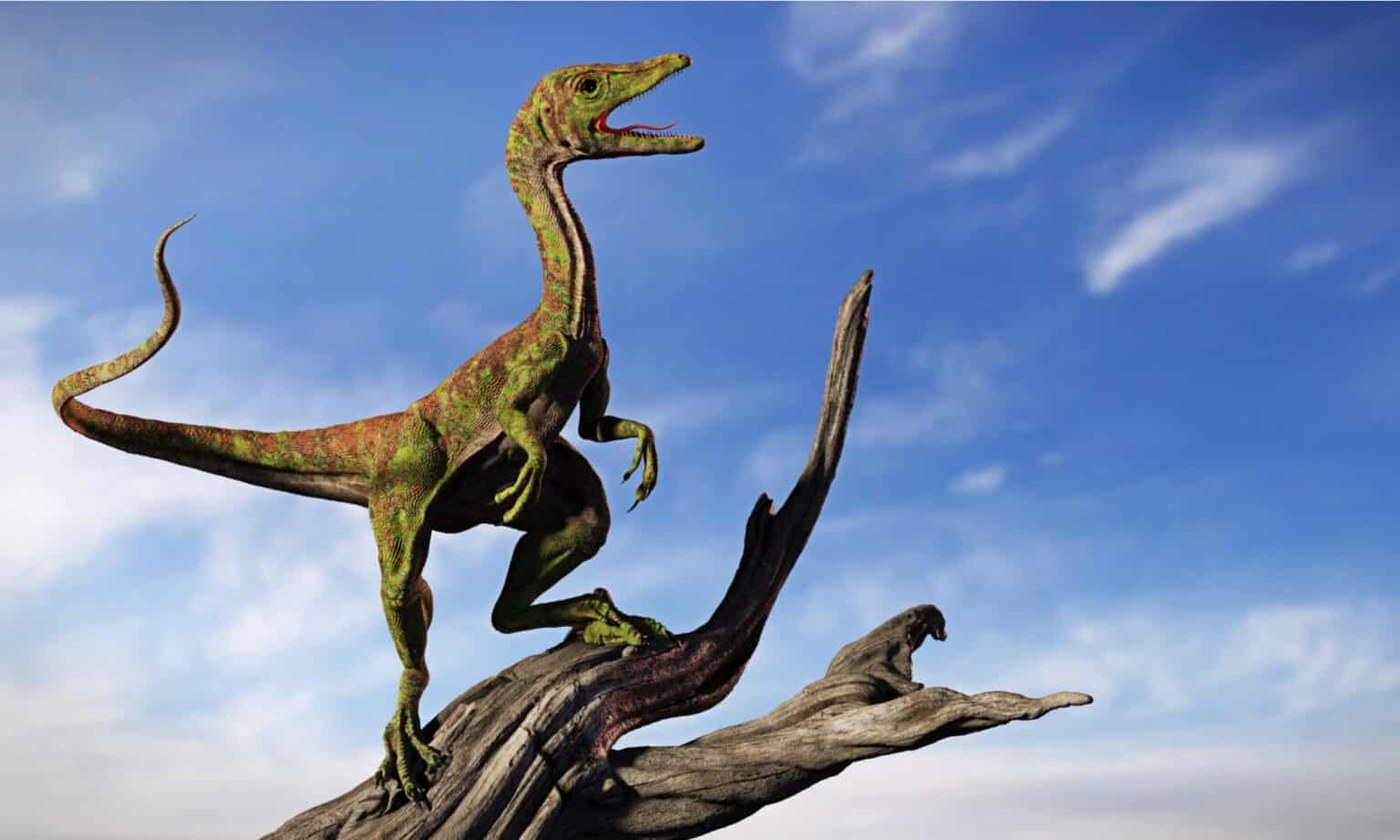 Compsognathus Animal Facts - †Compsognathus longipes - A-Z Animals