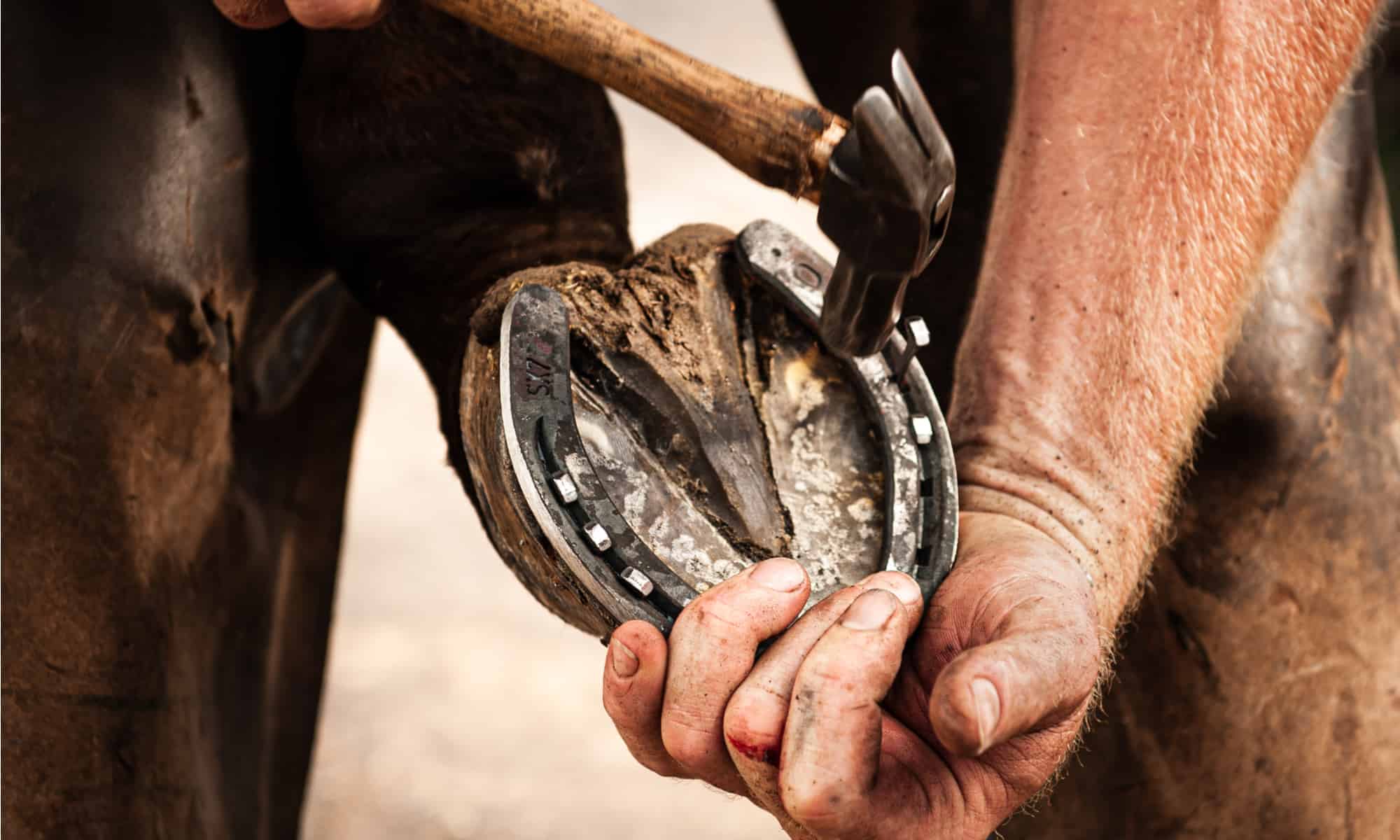 🐴 Horse Quiz - Test Your Equestrian Knowledge - A-Z Animals