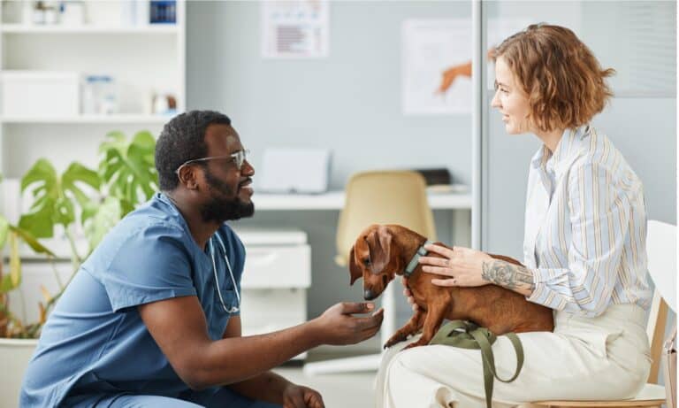 22 Common Dachshund Health Problems and Concerns - A-Z Animals