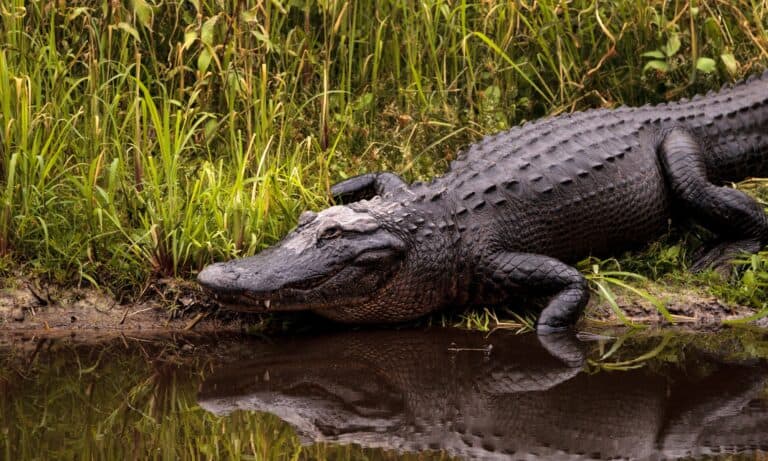 Discover Why Alligators Hiss and Why You Never Want to Hear It - A-Z ...