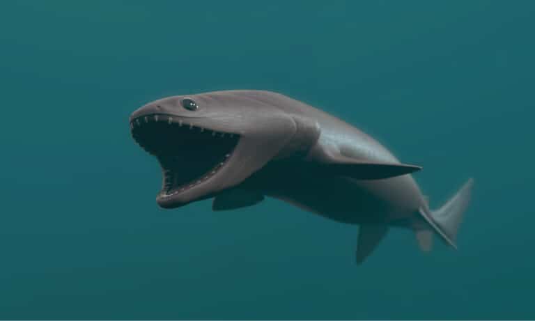 10 Deep Sea Sharks Rarely Seen By Humans - A-Z Animals