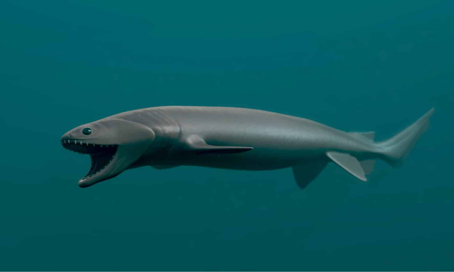 These Are the Strangest Creatures Living Deep in the Ocean - A-Z Animals