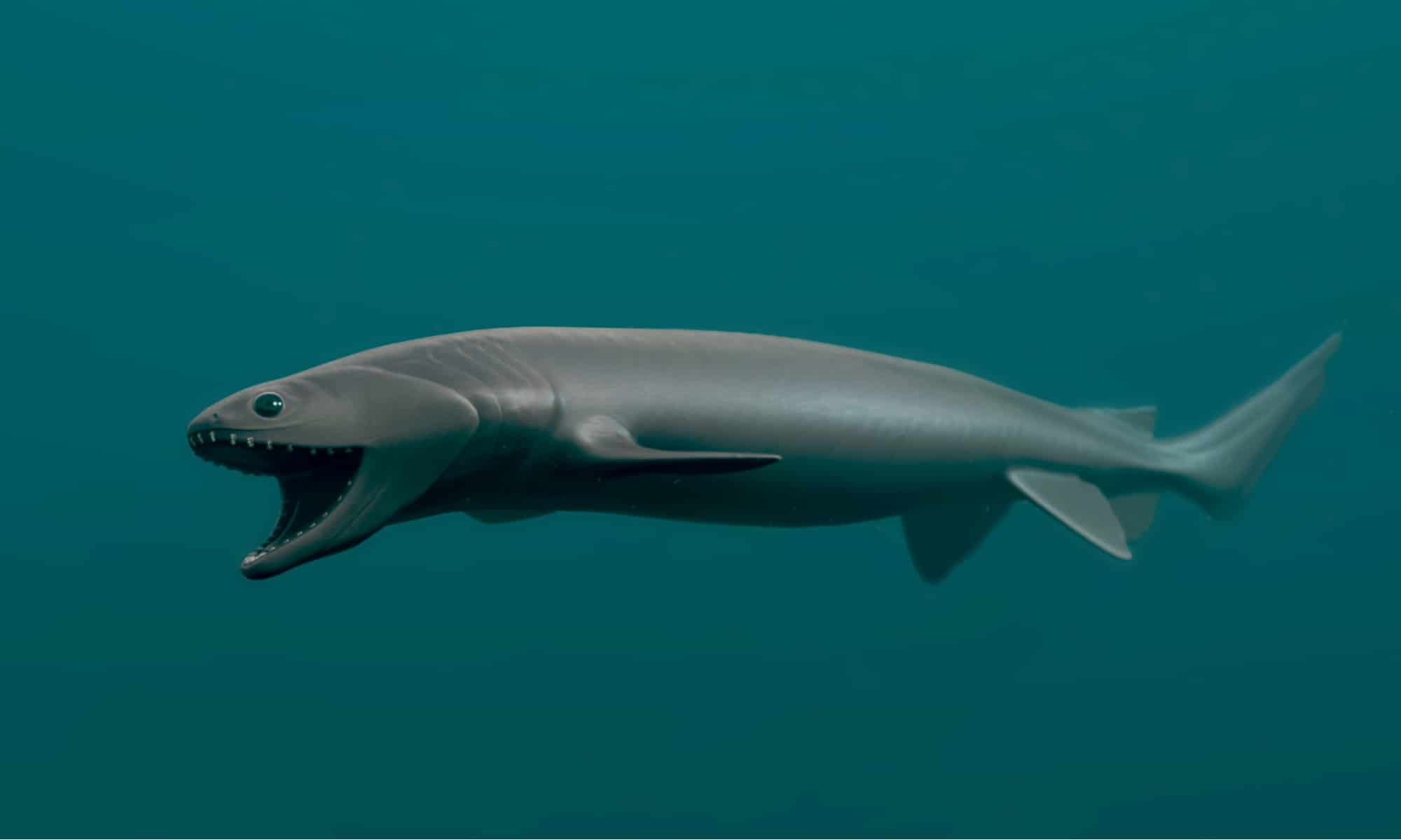 The Longest Pregnancies in the Animal Kingdom (And Why Some Last Years) - A-Z Animals