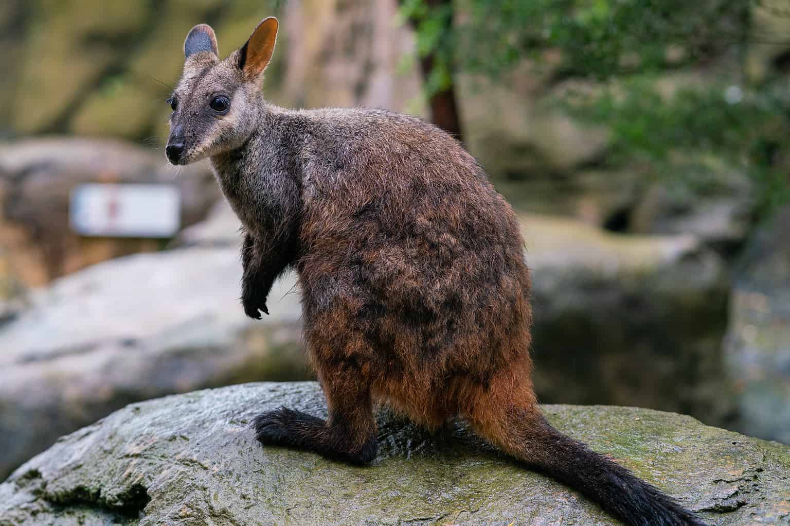 10 Key Facts About Wallabies - A-Z Animals
