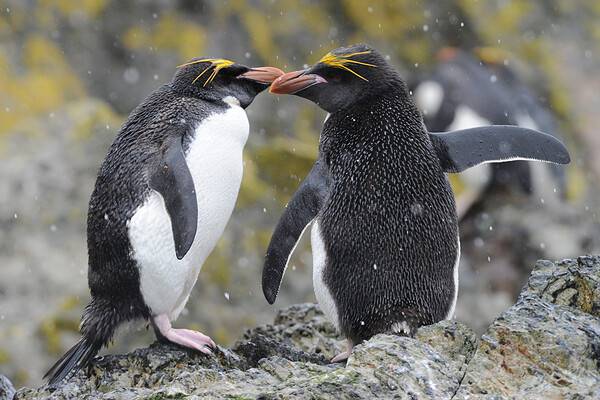 10 Fascinating Facts About Macaroni Penguins - A-Z Animals