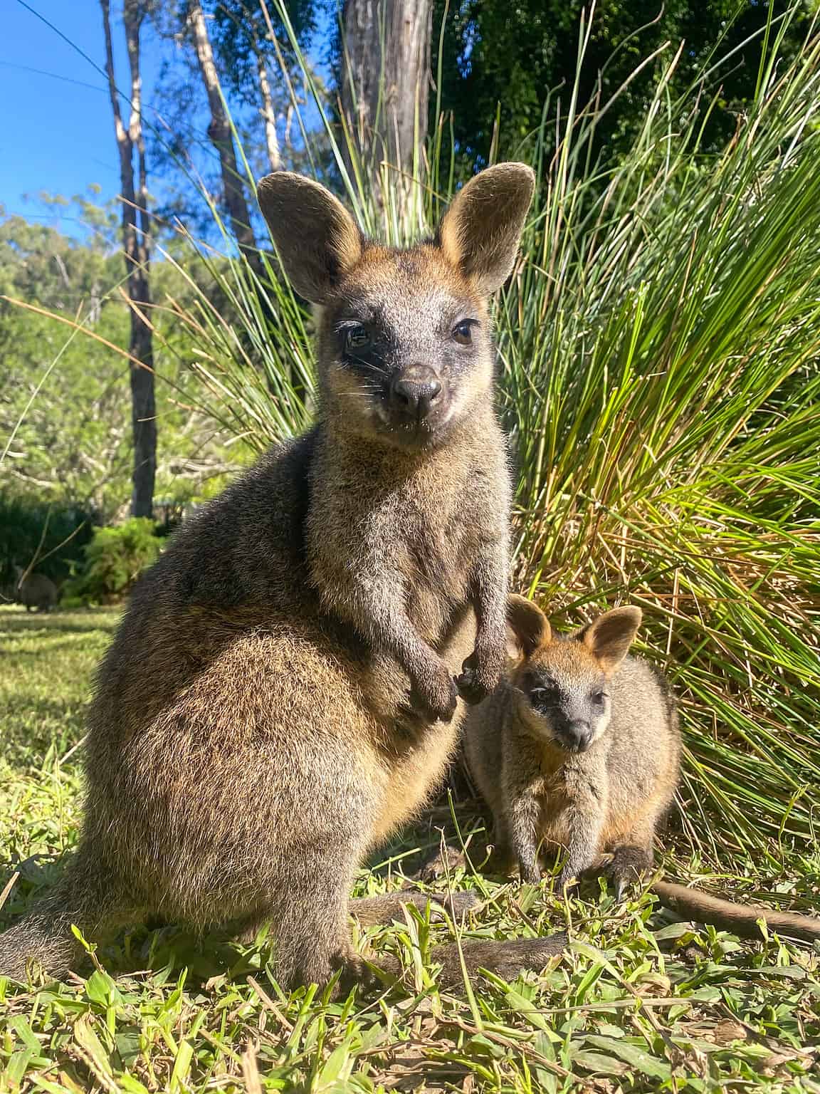 10 Key Facts About Wallabies - A-Z Animals