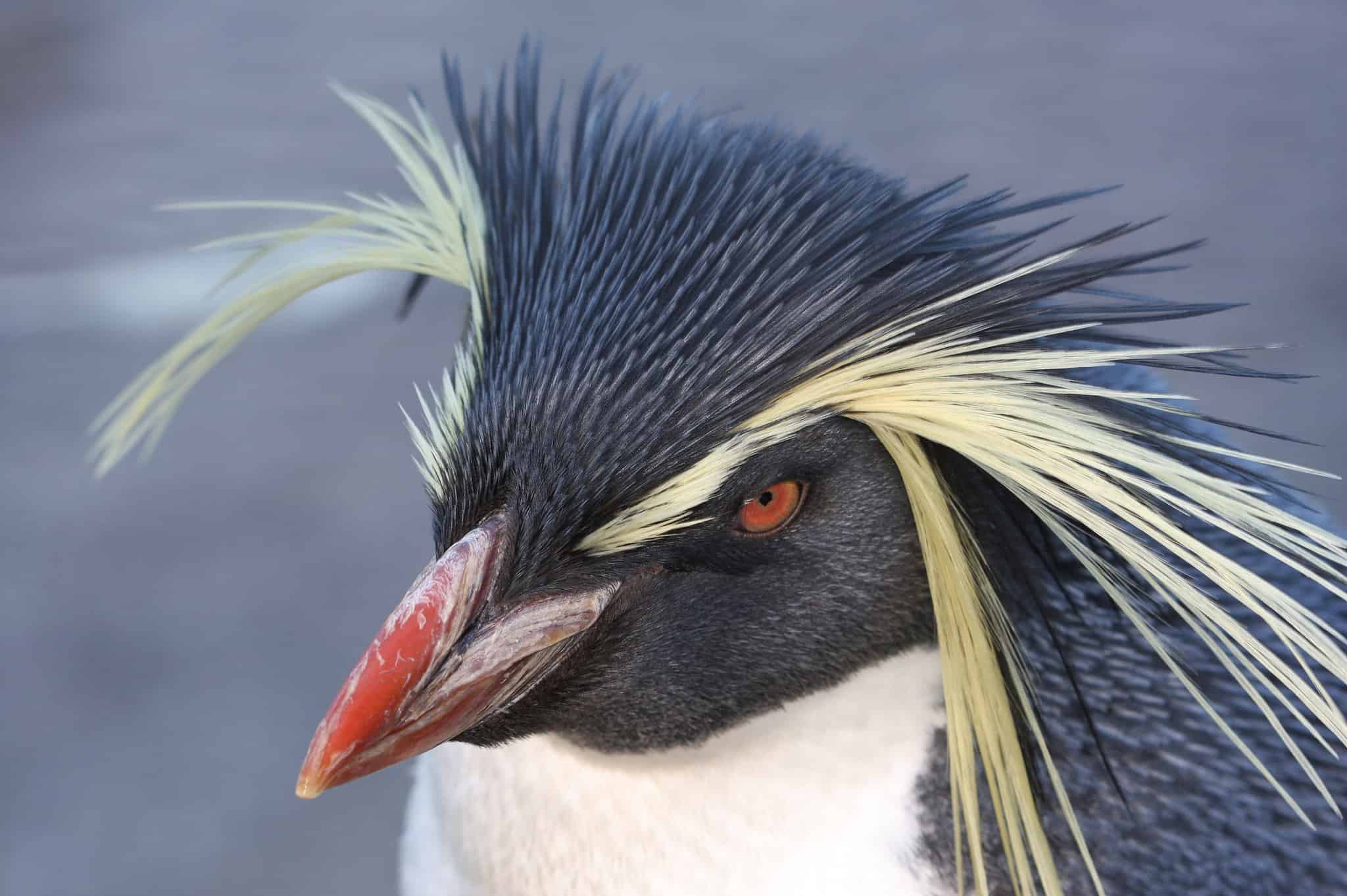 400+ Best and Cutest Penguin Names - A-Z Animals