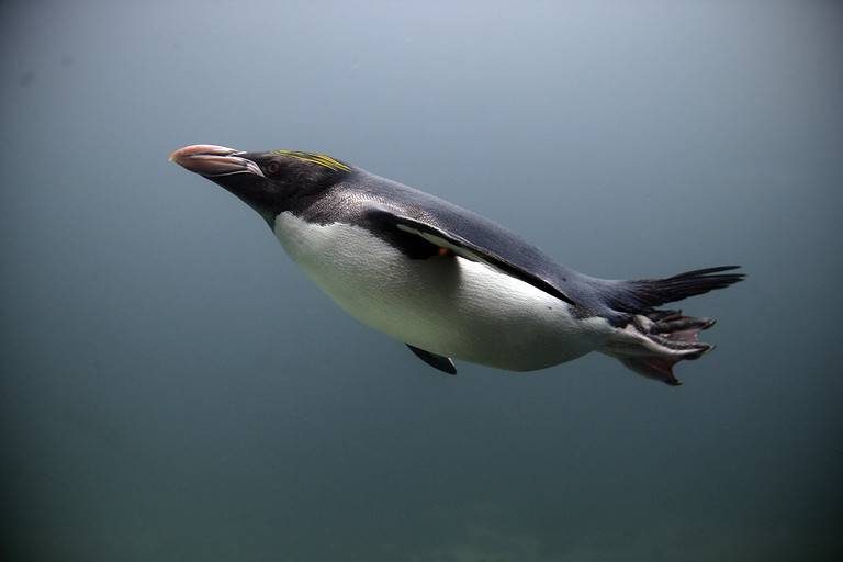 10 Fascinating Facts About Macaroni Penguins - A-Z Animals