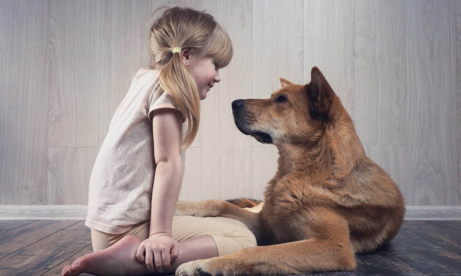 Can Dogs Understand English? - A-Z Animals