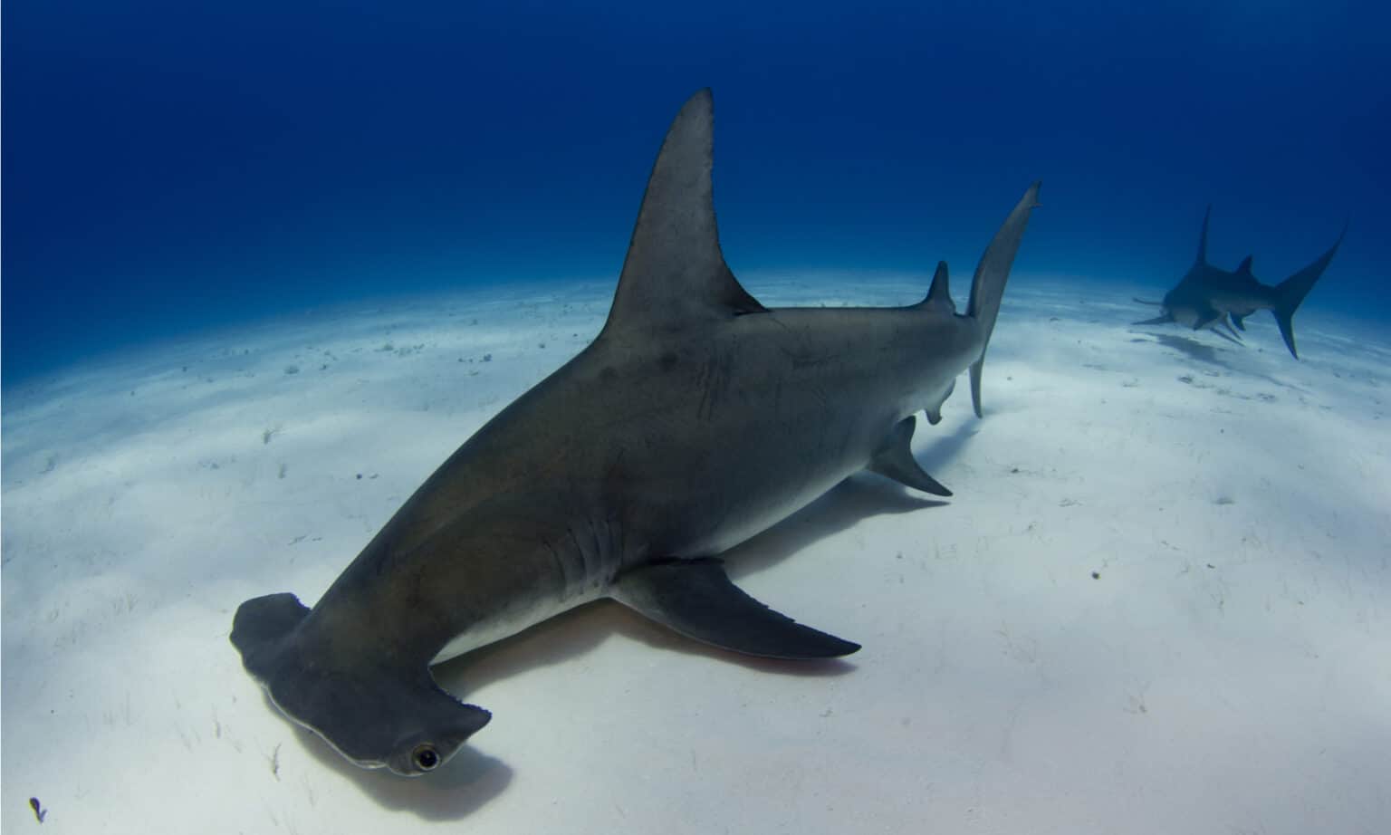 Great Hammerhead Shark Animal Facts - Sphyrna mokarran - A-Z Animals