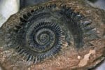 Helicoprion Animal Facts - Helicoprion - A-Z Animals