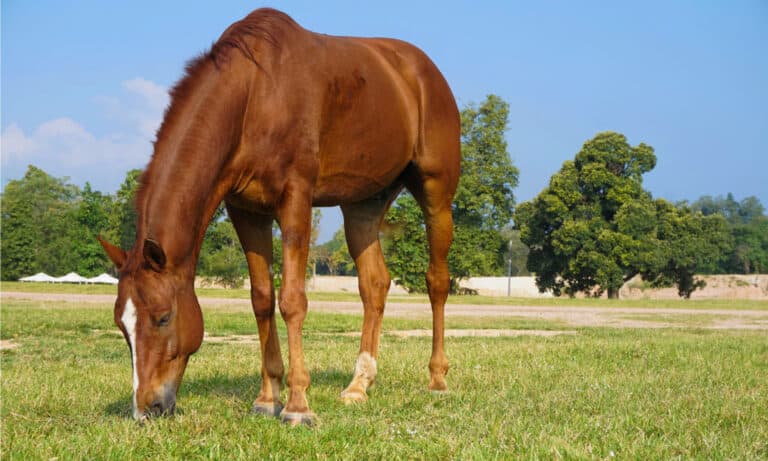 What Are Piebald Horses and How Rare Are They? - A-Z Animals