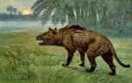 Hyaenodon Animal Facts - Hyaenodon - A-Z Animals