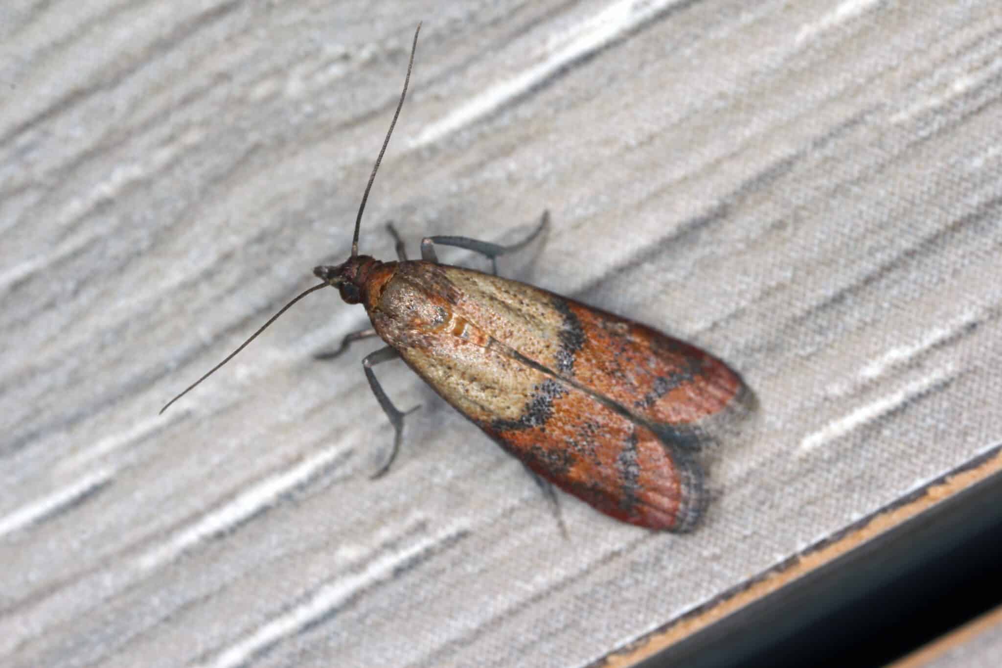 5 Types of Moths in Your House: Identification and Removal Tips - A-Z ...
