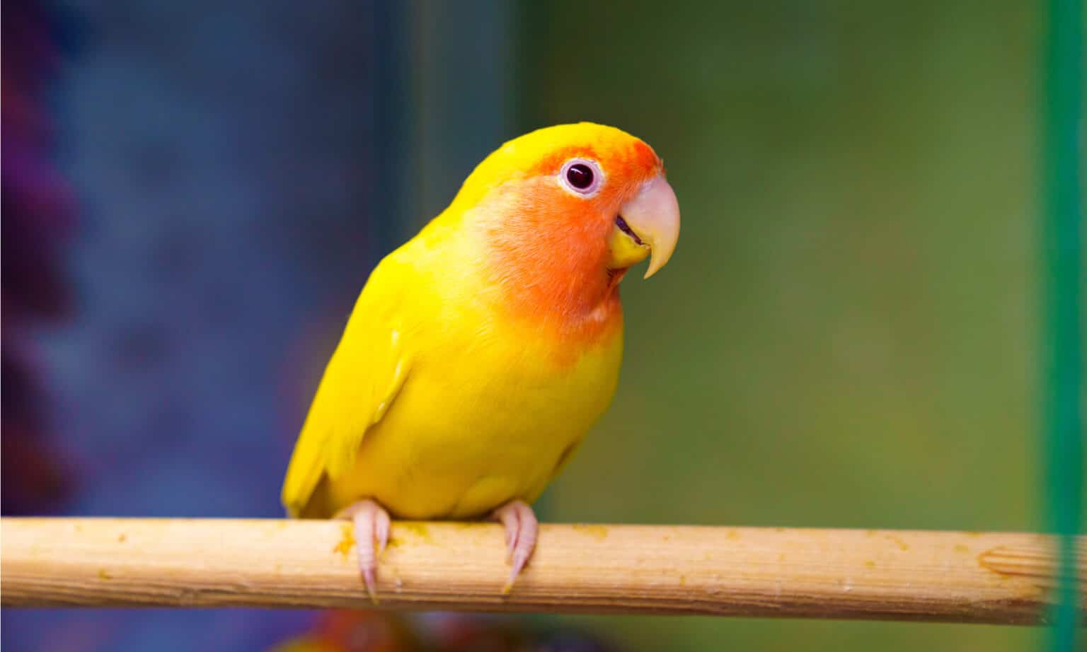 Love Bird Colors: Rarest to Most Common - A-Z Animals
