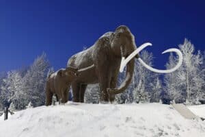 Frozen Baby Mammoth Discovered in Yukon - A-Z Animals