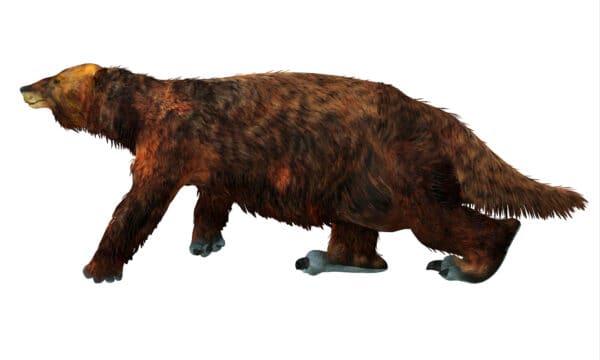Why Did the Giant Sloth Go Extinct? - A-Z Animals