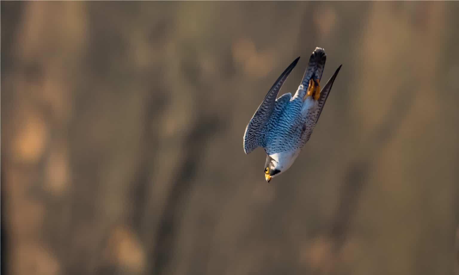 Discover the Top 6 Fastest Birds in England (And Where You Can Find ...