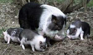 Pig Gestation Period: How Long Are Pigs Pregnant? - A-Z Animals