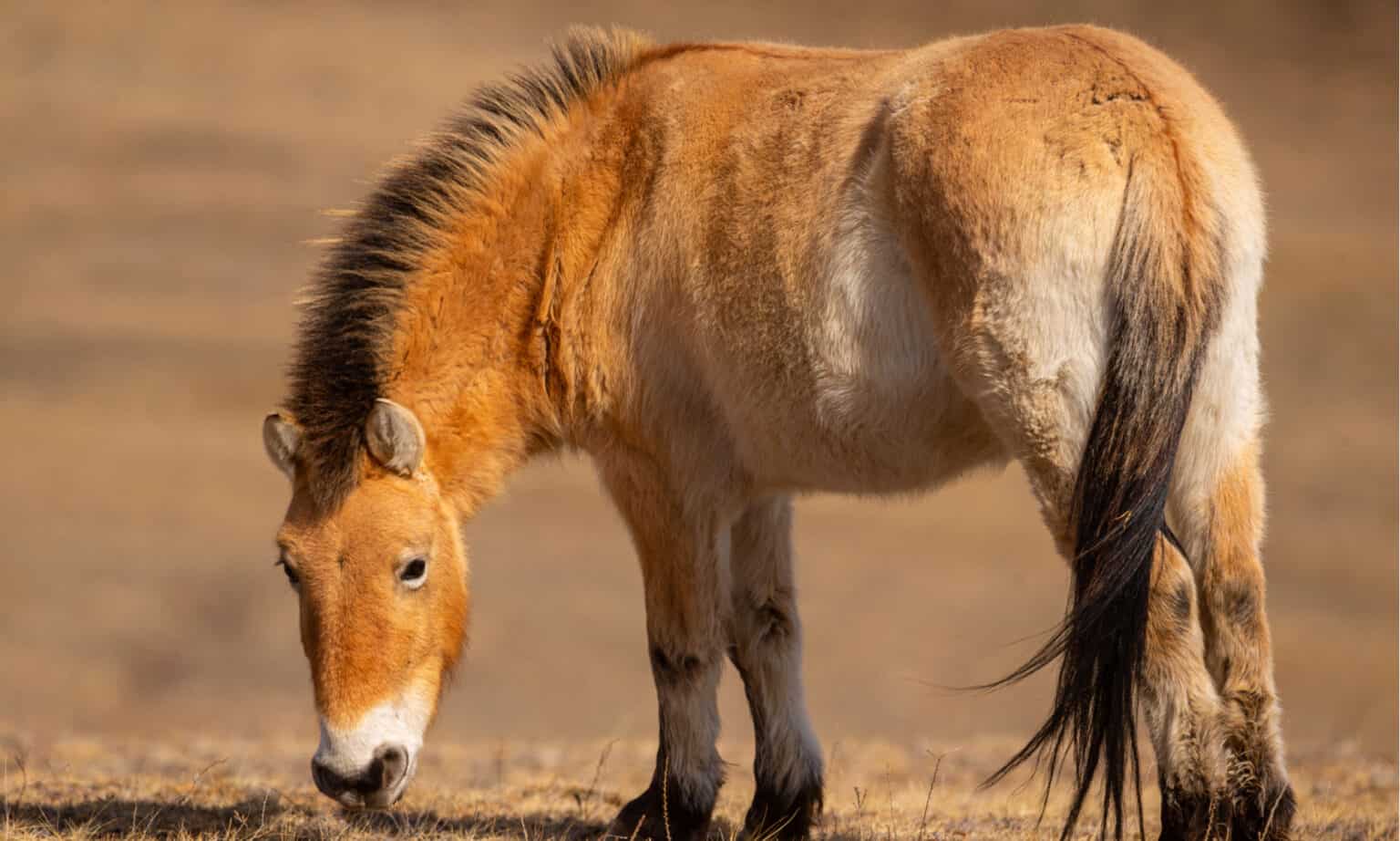 The 4 Oldest Zoos In The World (What Rare Animals Do They Hold?) - A-Z ...