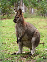 10 Key Facts About Wallabies - A-Z Animals