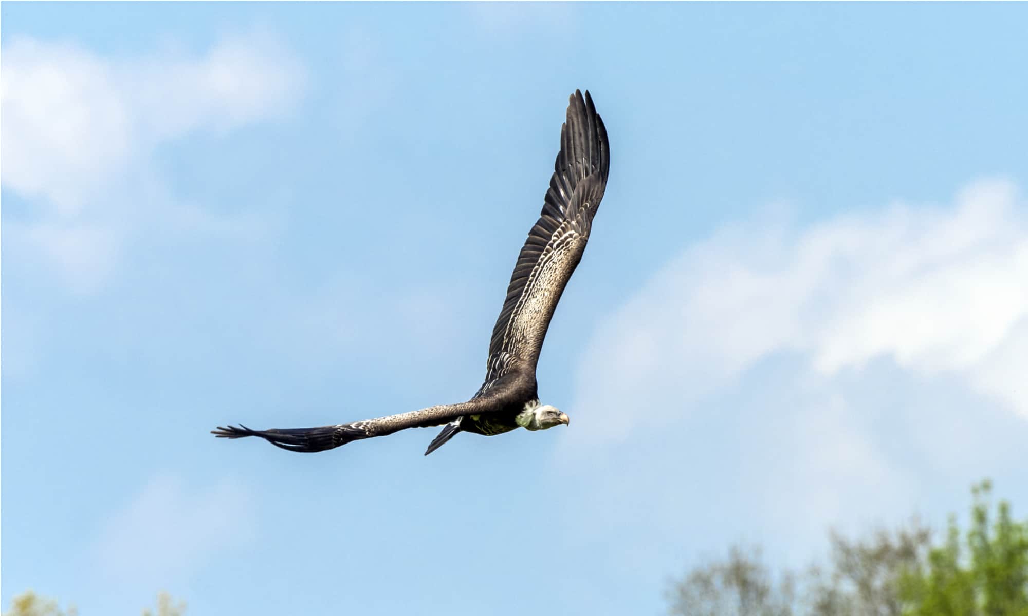 Birds That Fly at High Altitudes - A-Z Animals