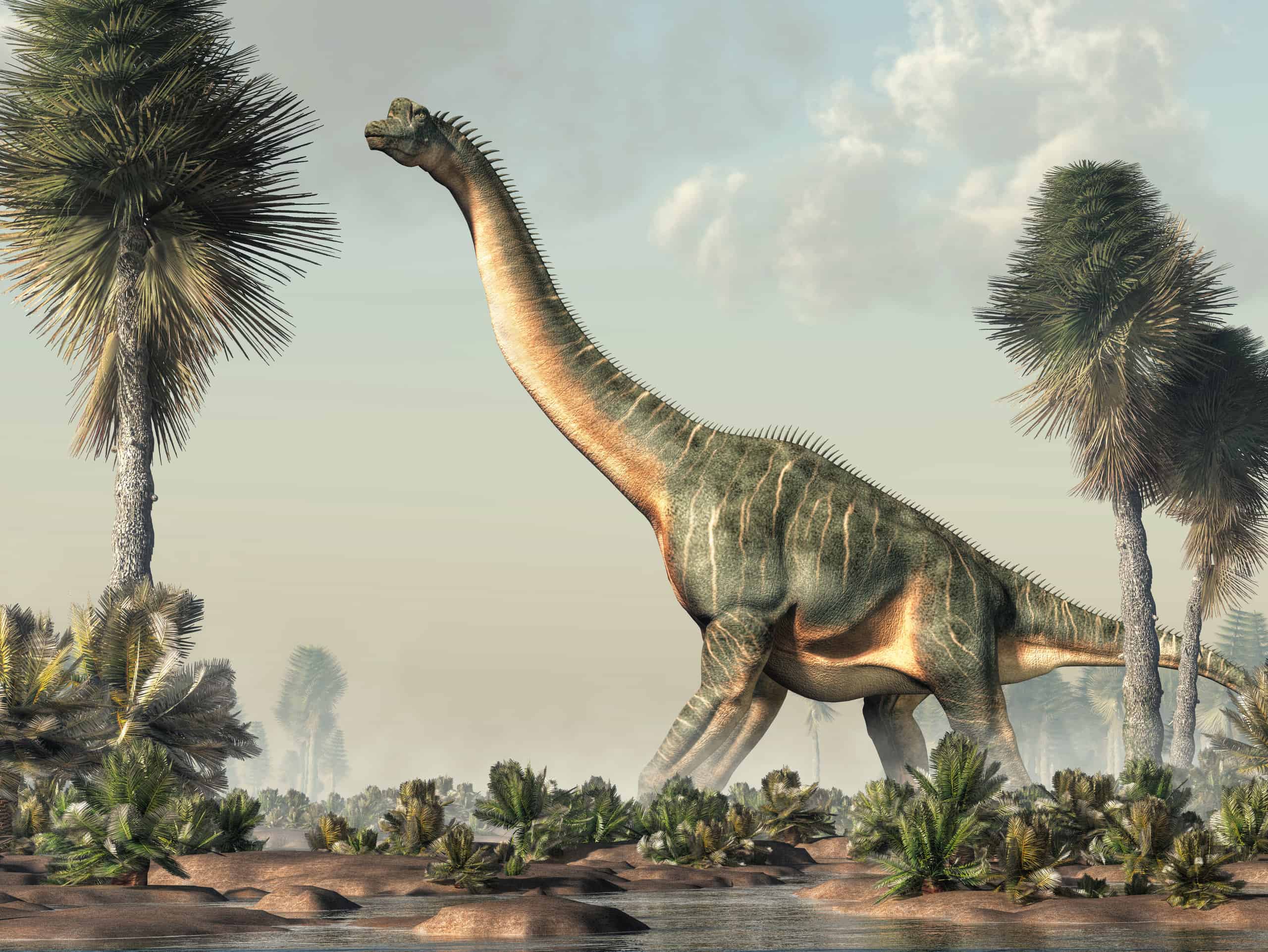 Sauropoda Animal Facts - Sauropoda - A-Z Animals
