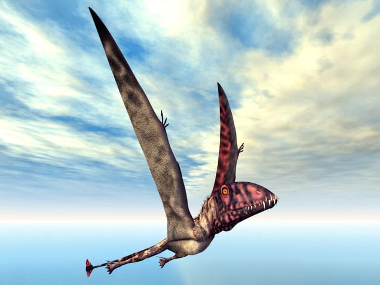 Pterodactyl Animal Facts - Pterodactylus - A-Z Animals