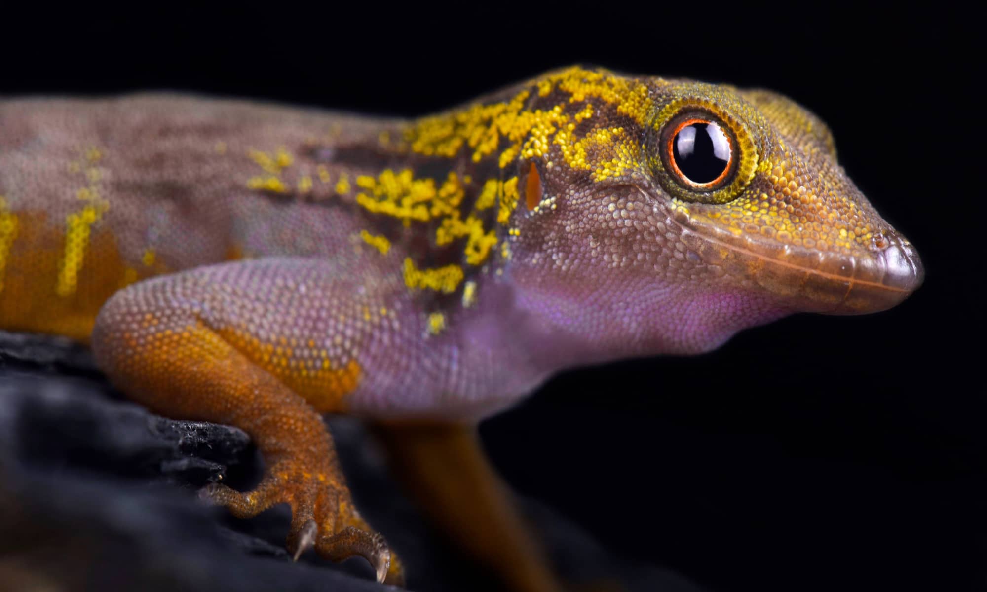 10 Essential Facts About Geckos - A-Z Animals